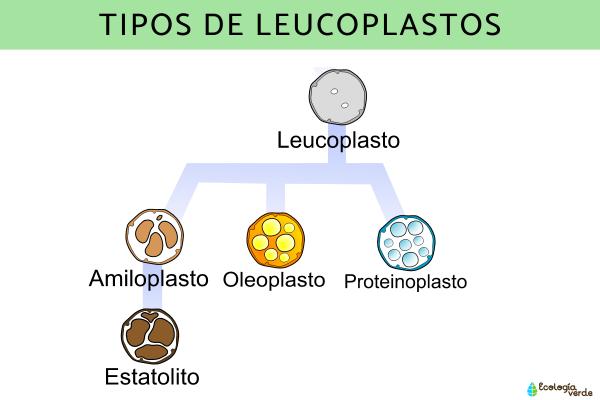 Les leucoplastos : définition, rôle et types de plastides végétaux ...