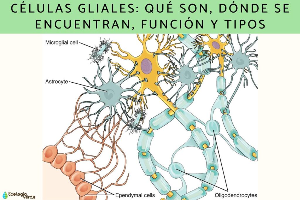 Cellules gliales : définition, localisation, fonctions et types dans le ...