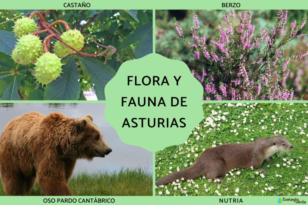 Flore et faune des Asturies - Info Utiles