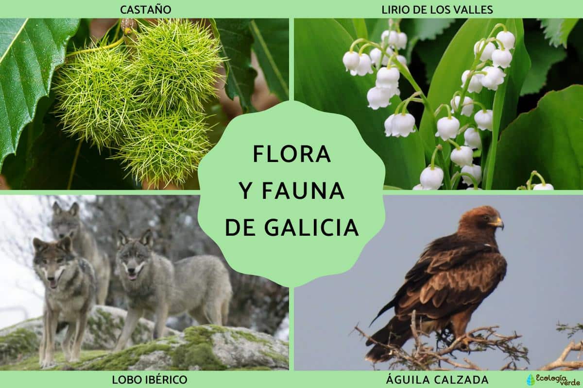 Flore et Faune de Galice - Info Utiles
