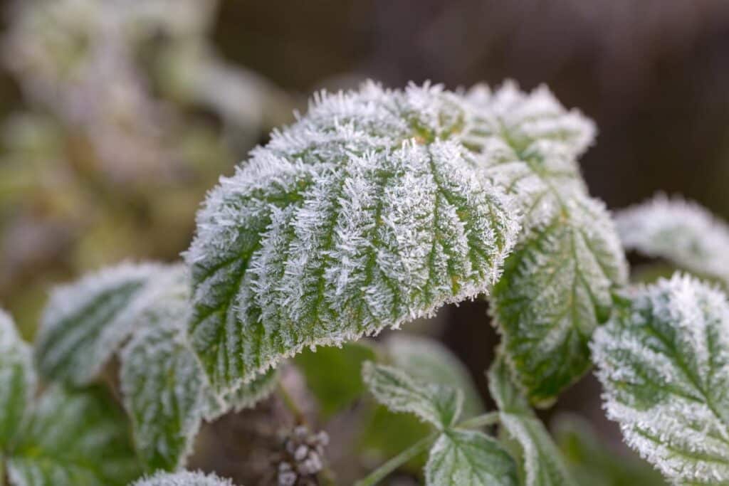 Givre : qu'est-ce que c'est et comment se forme-t-il ? - Info Utiles