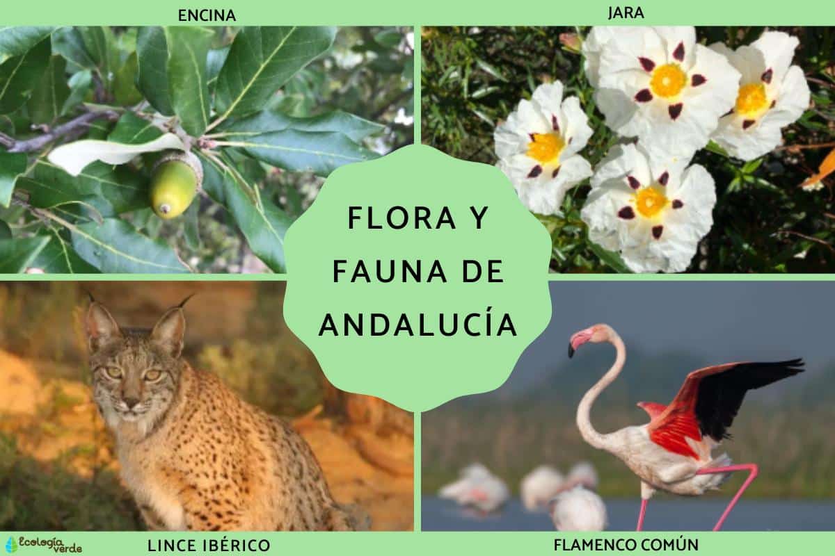 Flore et faune d'Andalousie - Info Utiles
