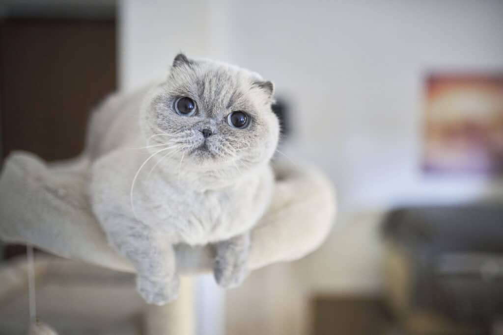 Envie d’un chat ? Découvrez les 5 races les plus difficiles à gérer et ...