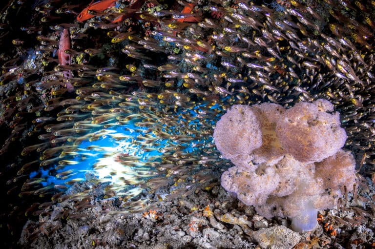 Maldives : depuis quand existent les grottes sous-marines cachées sous ...