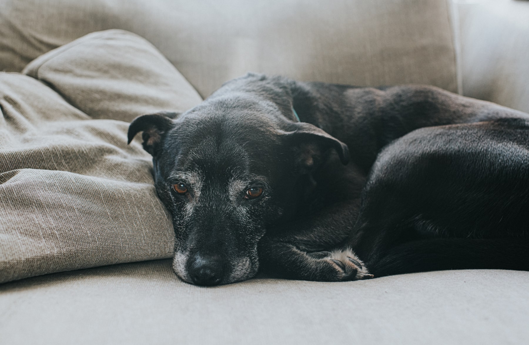 Votre chien est-il malade ? Signes invisibles que tout propriétaire ...