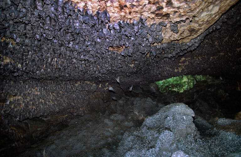 Voyage dans la grotte des chauves-souris : comment naissent les virus ...