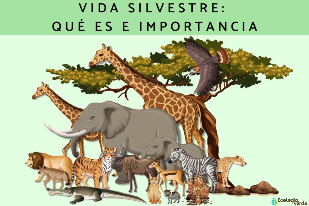 Vie sauvage : définition et importance - Info Utiles