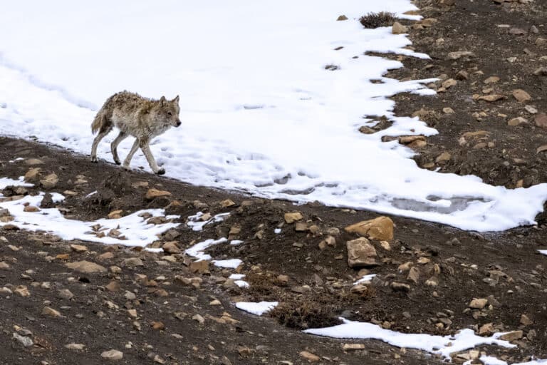 Khipshang : une espèce hybride entre chiens errants et loups qui menace ...