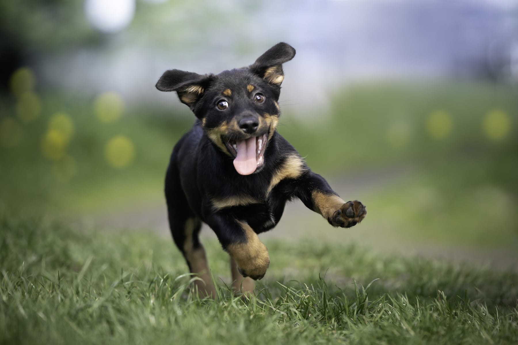 Pourquoi le cerveau des chiens s'est-il rétréci il y a 5 000 ans ...