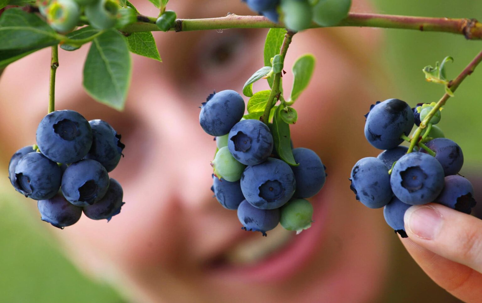 Thermomètre du futur : aussi petit qu'une myrtille et avalé comme une ...