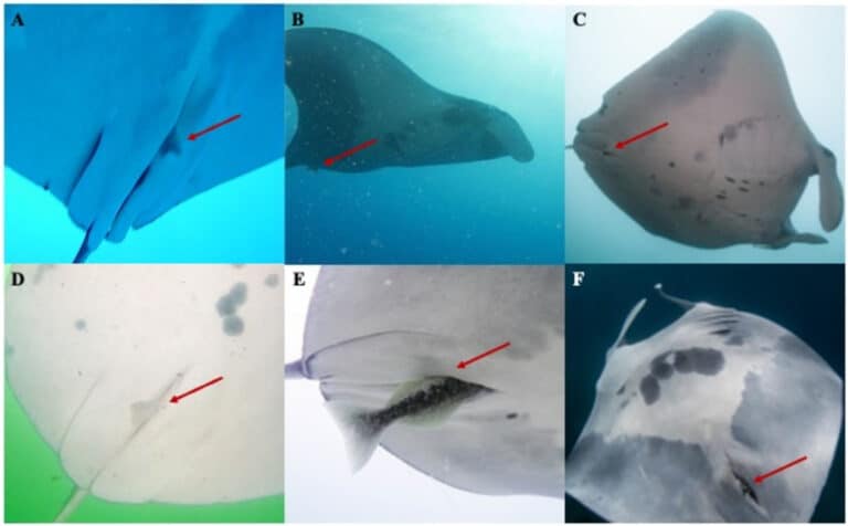 Vidéo d'un rémora entrant dans une raie manta par l'arrière - Info Utiles